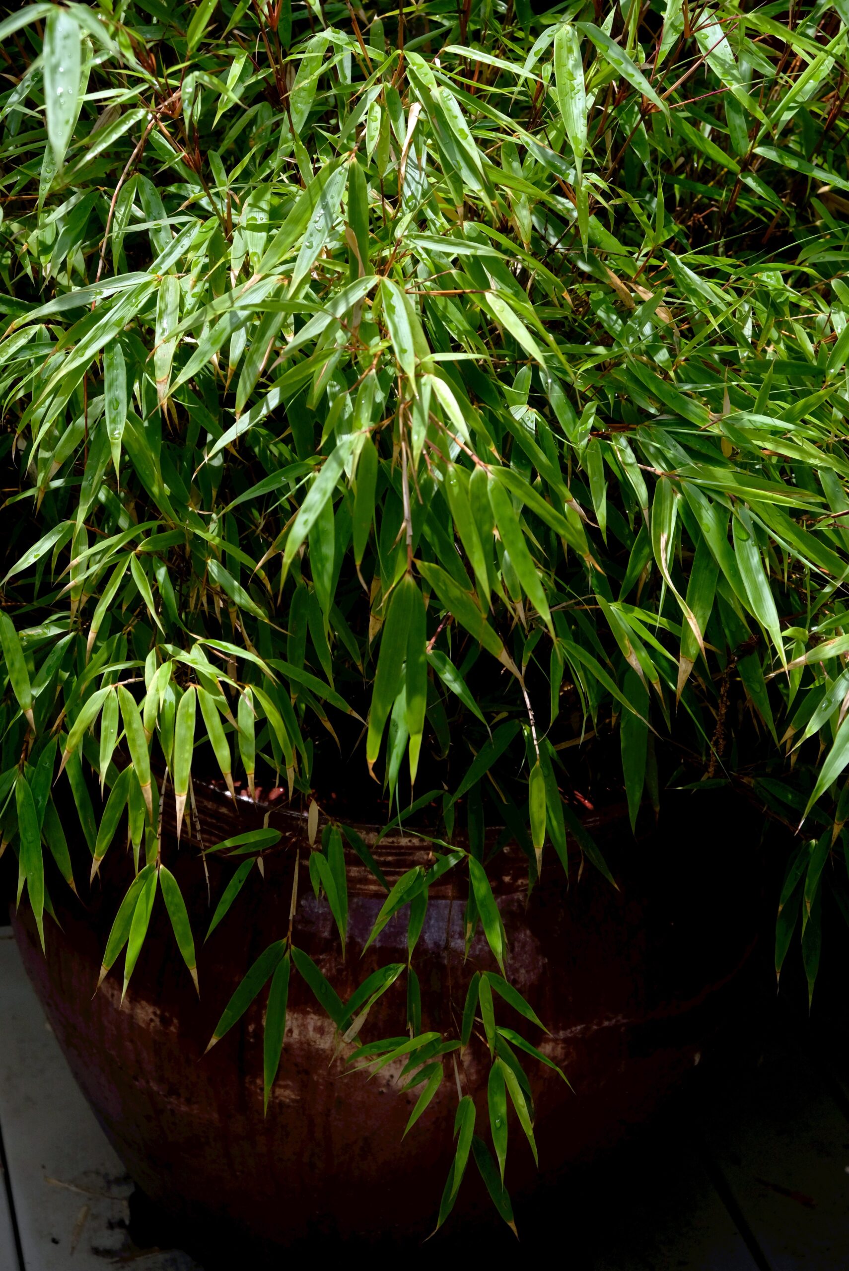 After market, June 28, 2023 - Flair NuNu